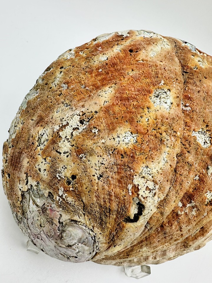 MASSIVE 8.75” Vintage Trophy Red Abalone Shell Haliotis Rufescent With ...