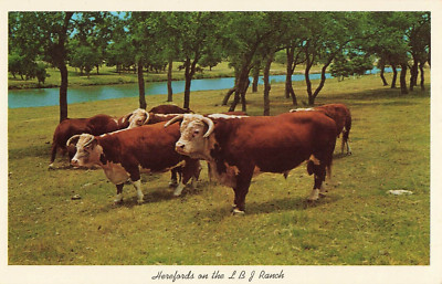 Postcard Stonewall, TX: Registered Hereford's on the LBJ Ranch | eBay