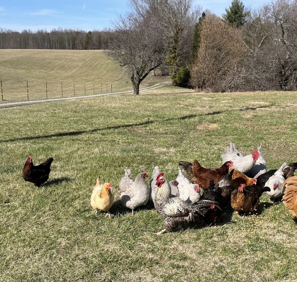 12 Fertile Mystery Chicken Hatching Eggs Barnyard Mix *RARE BREED ...