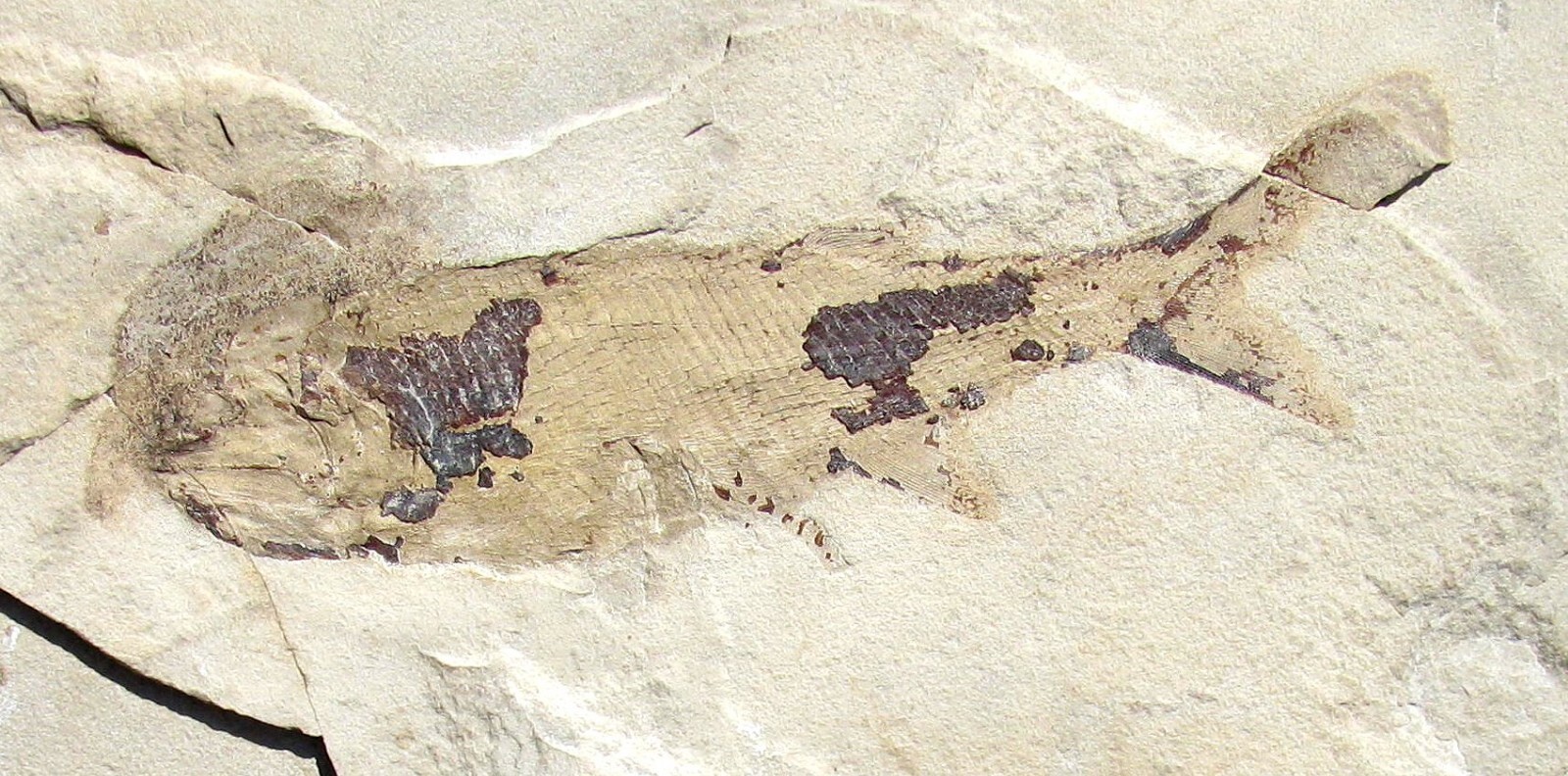 EXTINCTIONS- NICE, COMPLETE MISSISSIPPIAN WENDICHTHYS FISH W/SCALES ...
