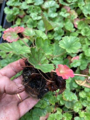 5 x Heuchera 'Bressingham Hybrids' (Young Transplants) Free UK Postage ...