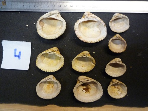 097.01 C-CARDITA PLANICOSTA - LOT N°04 X 10 - FOSSILE DU B.PARISIEN | eBay