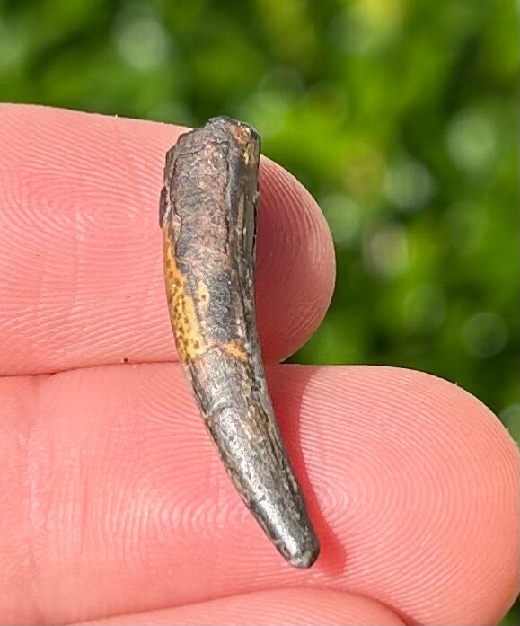 NICE Pterosaur Tooth from Niger Fossil Flying Dinosaur Tooth 1 ...