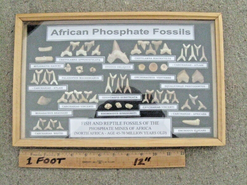 Professionally Made AFRICAN PHOSPHATE FOSSILS Display w/ 11 Species ...