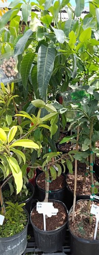 Valencia Pride Mango tree Grafted Rootstock 3-4 feet tall FL GROWN | eBay