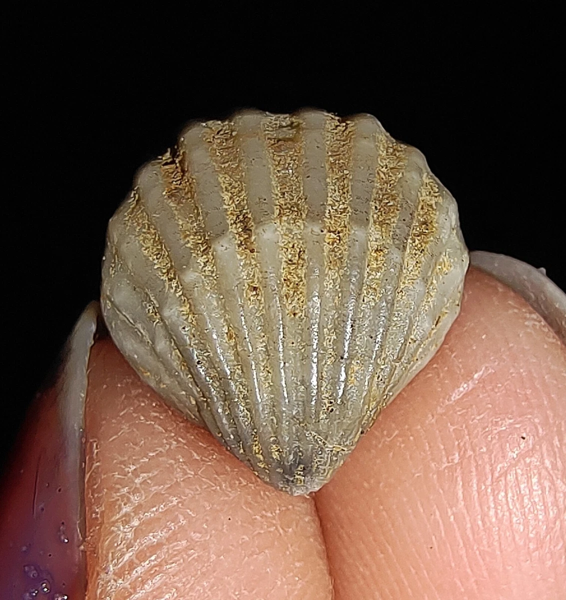 Brachiopoda