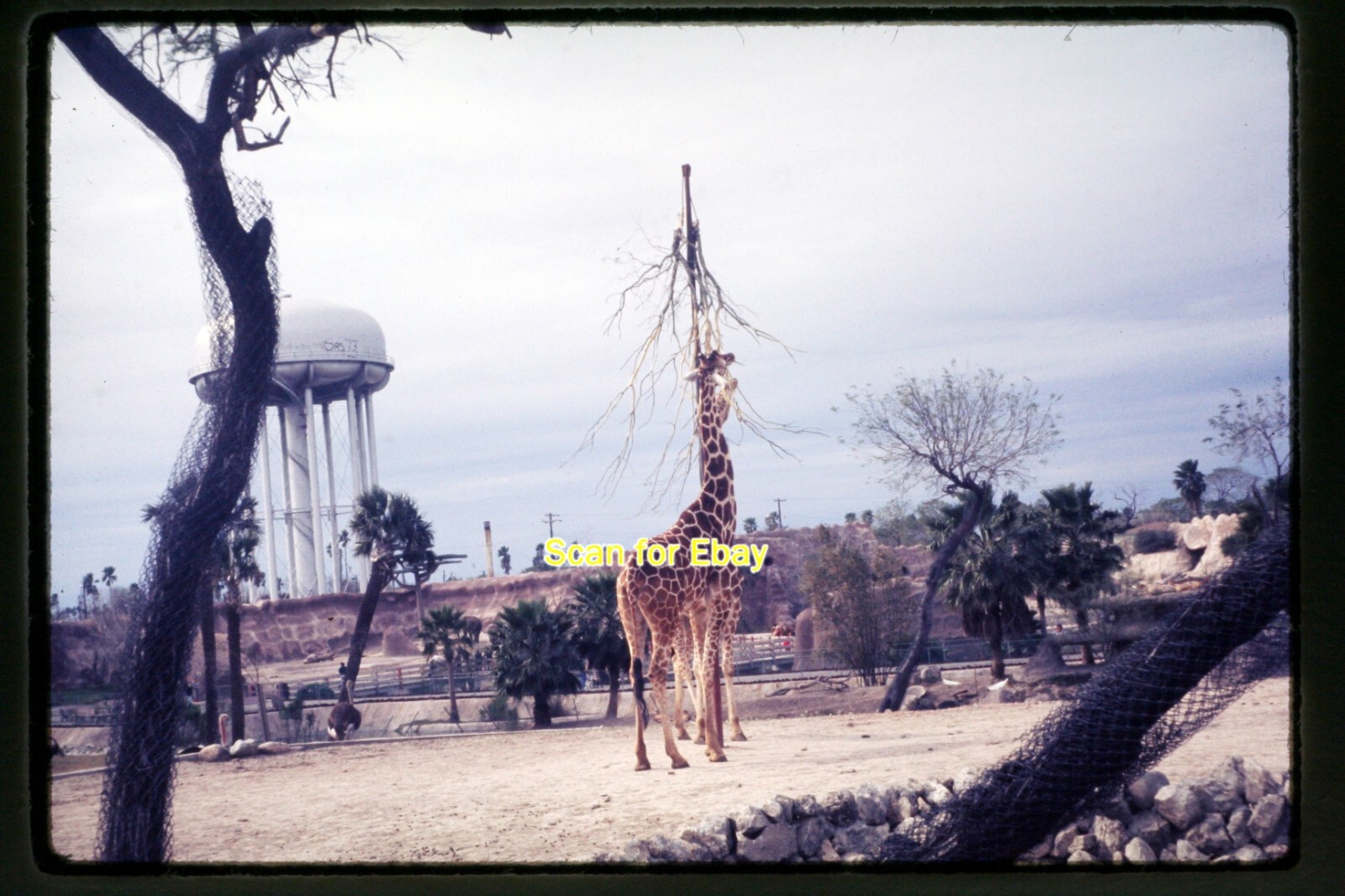 Brownsville Texas, Giraffe at Zoo in 1974, Ektachrome Slide aa 17-12b ...