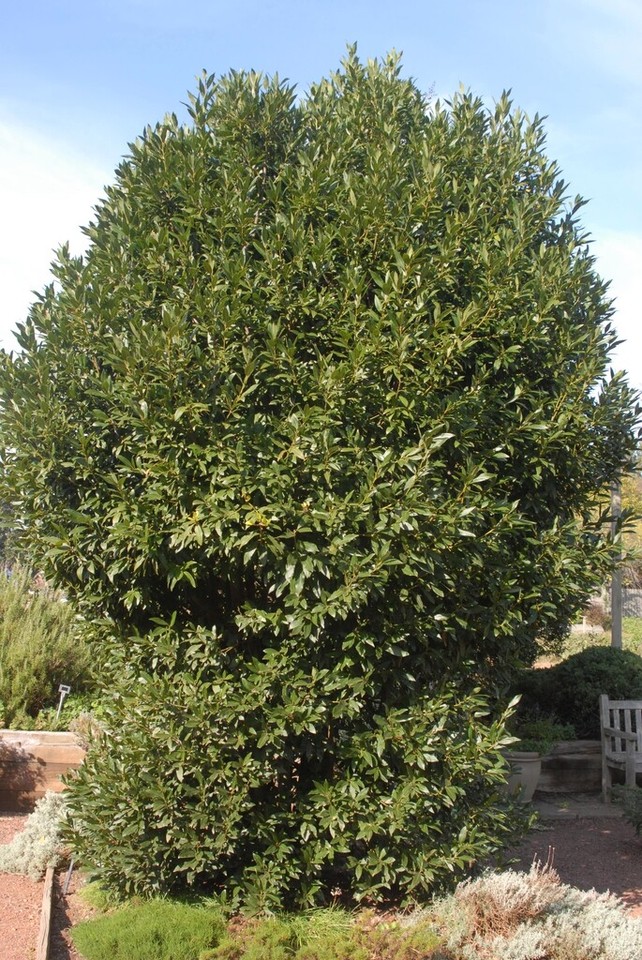 Bay Leaf Tree - 5-6" Tall Live Plant, Seedling, Sweet Bay Laurel ...