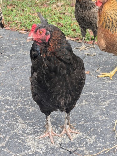 6 Ermine Americauna /Easter Egger/Olive Egger Hatching Eggs NPIP AI Clean | eBay