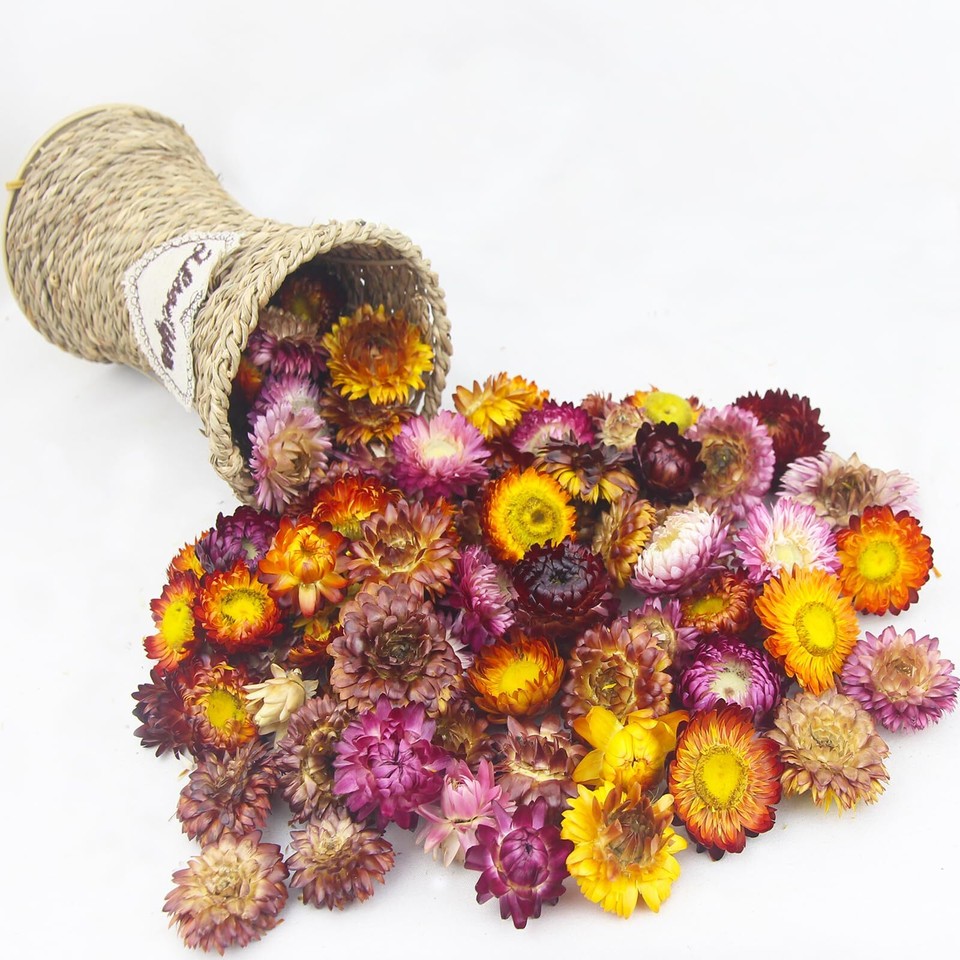 60 Pcs Natural Dried Daisy Flowers Heads Bulk Gerbera Daisies ...