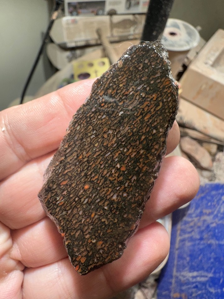 Dinosaur gem bone rough **hxtled slab. | eBay