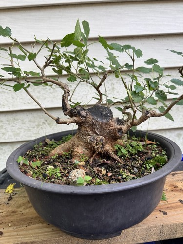 Pre Bonsai Mulberry , Thick Sumo Trunk With Lots Of Potential !!!! | eBay