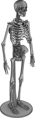 Kool Human Skeleton - Creative Interpretation Fantasy Framework Wooden ...