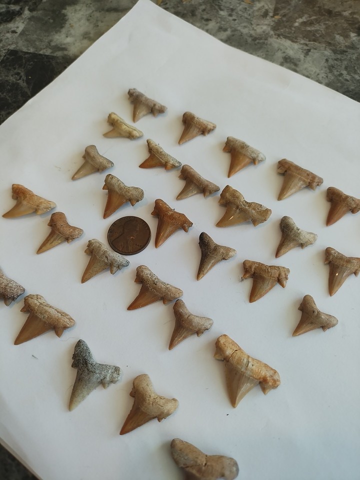 Shark's Teeth Lot. Great For Jewelry Or Any Other Design You Choose. | eBay
