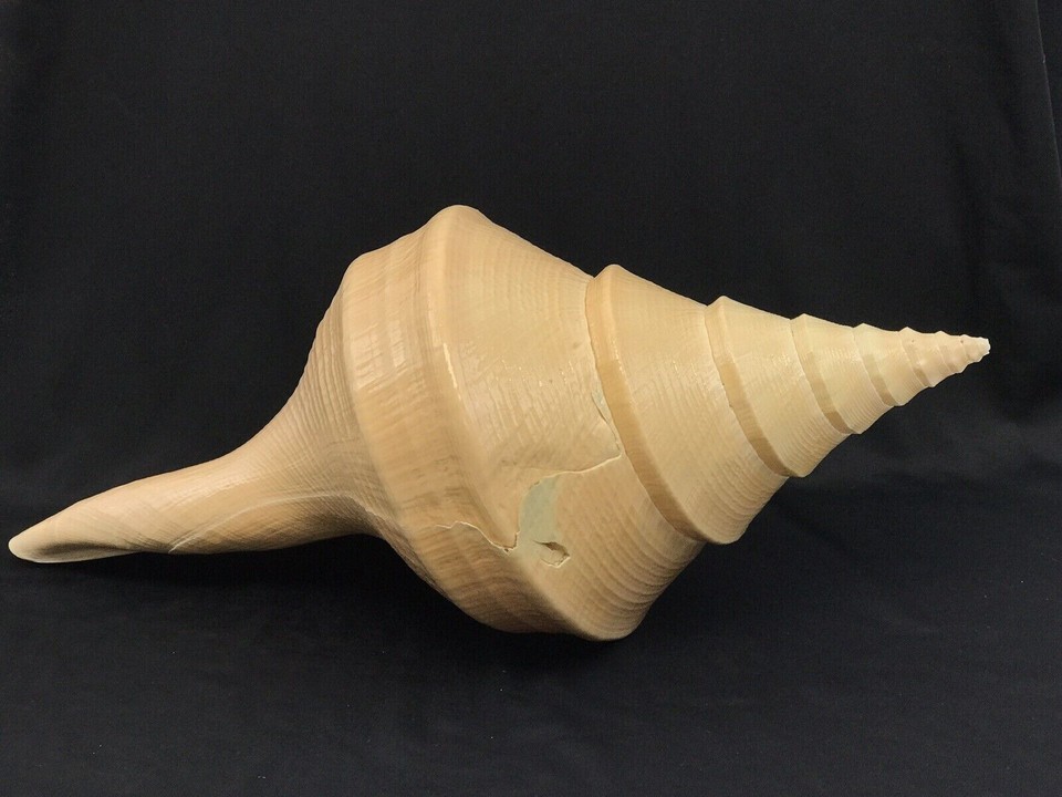 Beautiful Large Seashell, Conch Sea Shell, Australian Trumpet, Giant ...