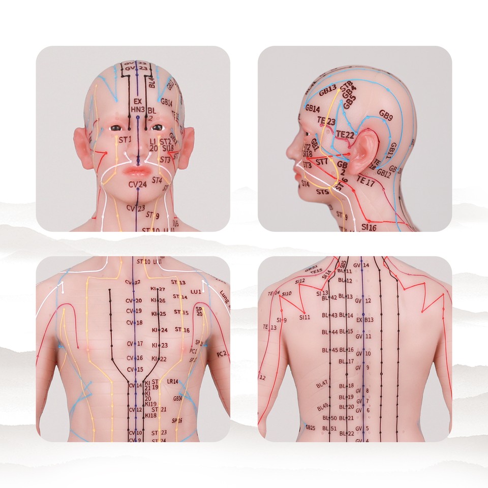 Acupuncture Model 48/55cm Human Acupoint Silicone Doll English Marking ...