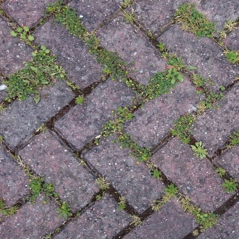 BLOCK BLITZ BLOCK PAVING CLEANER: THE ULTIMATE SOLUTION FOR WEED, MOSS ...