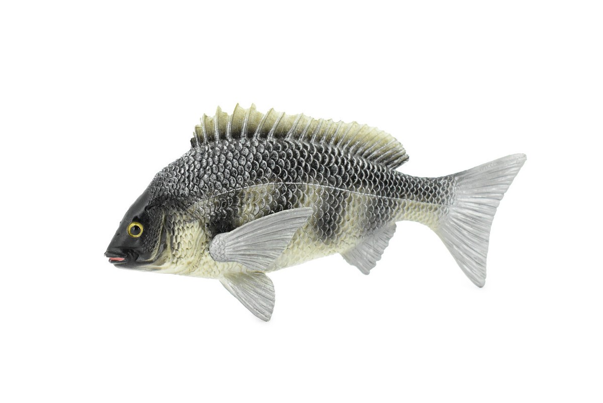 Nile Perch Invasive Species