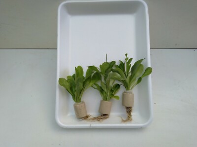 3 Bund Samolus Floribundus Aquariumpflanzen Wasserpflanzen ...