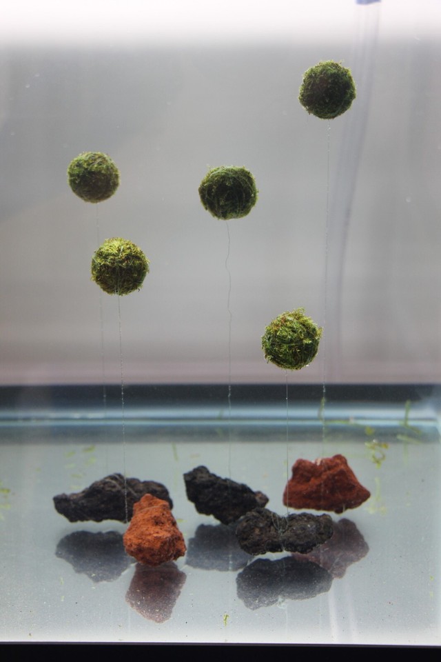 Floating Java Moss Balls Live Aquarium Plant Decoration (Buy 2 Get 1 ...