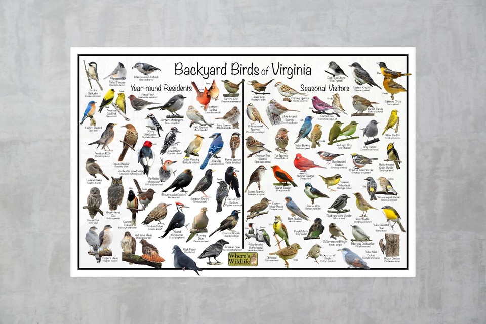 Backyard Birds of Virginia Bird Identification Nature Poster / Bird ID ...