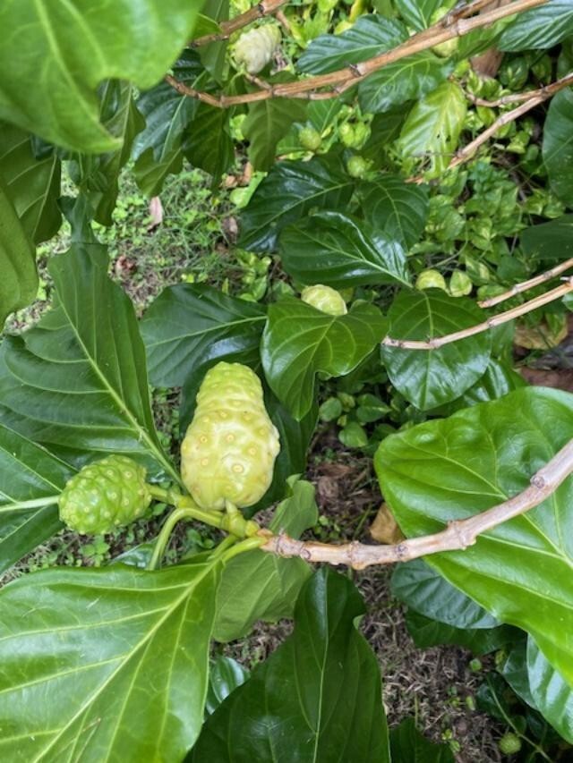 NONI SEEDLINGS (MORINDA CITRIFOLIA) aka INDIAN MULBERRY/NONI/CHEESE ...
