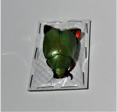 Mexican Scarab Beetle Plusiotis Chrysina adolphi Male FAST FROM USA | eBay