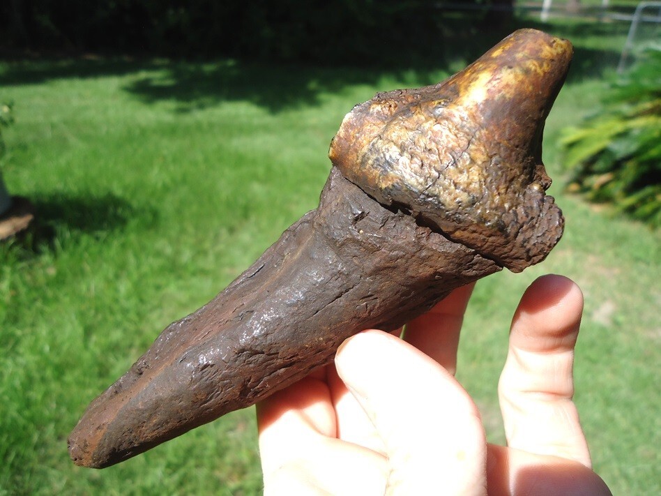 COLORFUL ROOTED MEGAFAUNA MAMMAL TOOTH FLORIDA FOSSILS ICE AGE EXTINCT ...