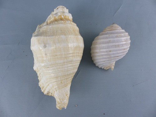 STROMBE géant STROMBIDAE 200 mm + dolium de Nouvelle Calédonie des ...