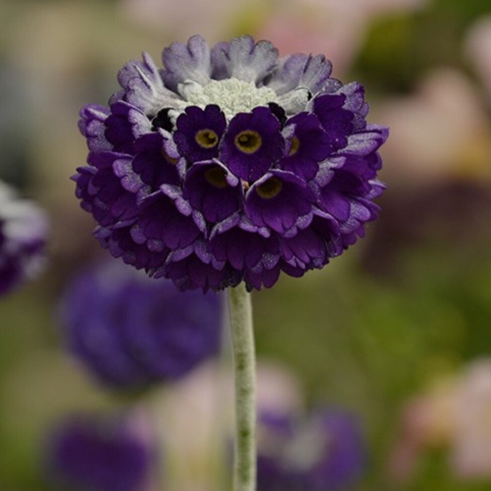 Primula plug plants garden indigo violet flowers evergreen perennial ...