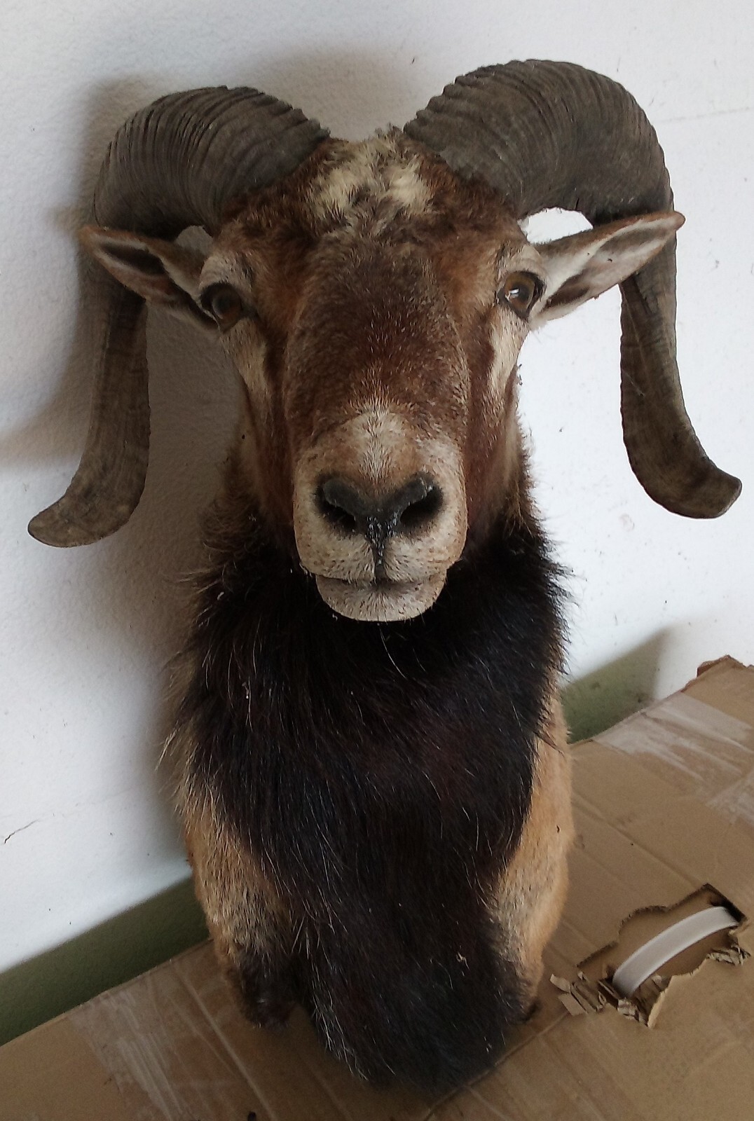Gorgeous European Mouflon Ram Shoulder Mount Taxidermy with Horns | eBay