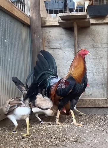 6 Cecil Davis Kelso Eggs | eBay