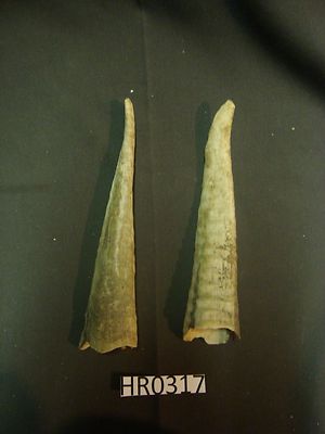 Nice straight ram horn pair rustic decor wildlife HR0317 | eBay