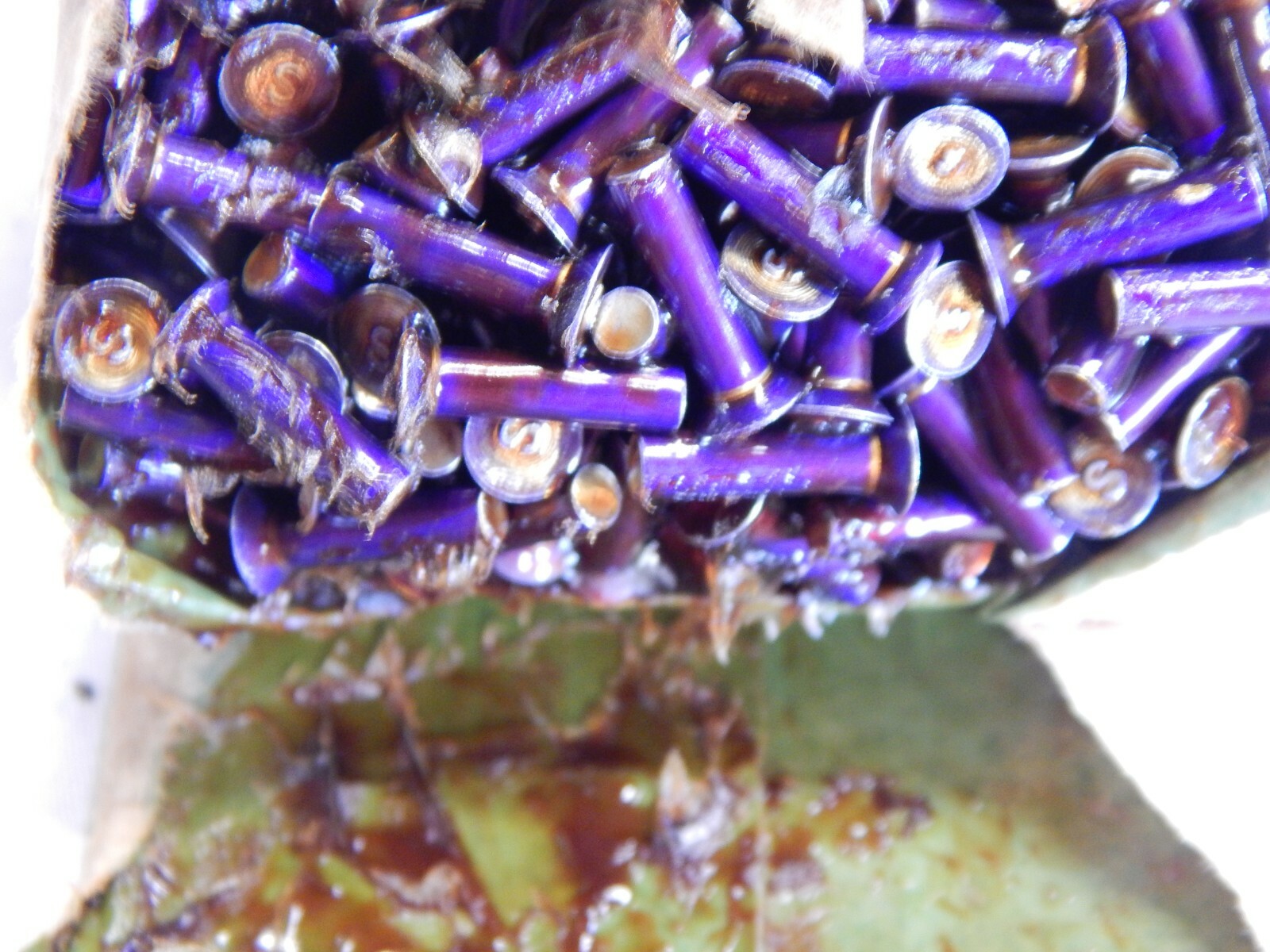 4oz CSK Solid Aircraft Rivets, Violet, 1/8" Diam, 1/2" Long, AS2229-408 ...