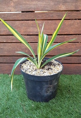 YUCCA "Filamentosa Color Guard", Plant de 30cm de diamètre | eBay