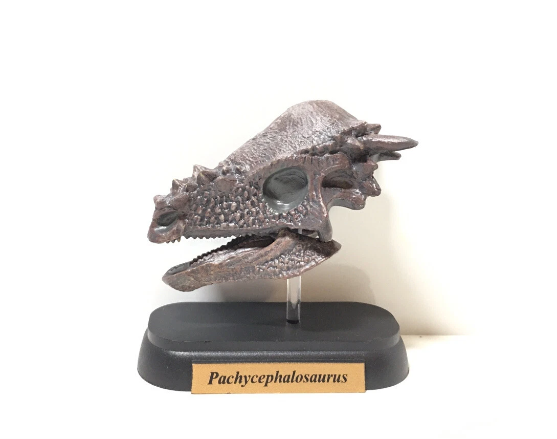 Pachycephalosaurus Skull
