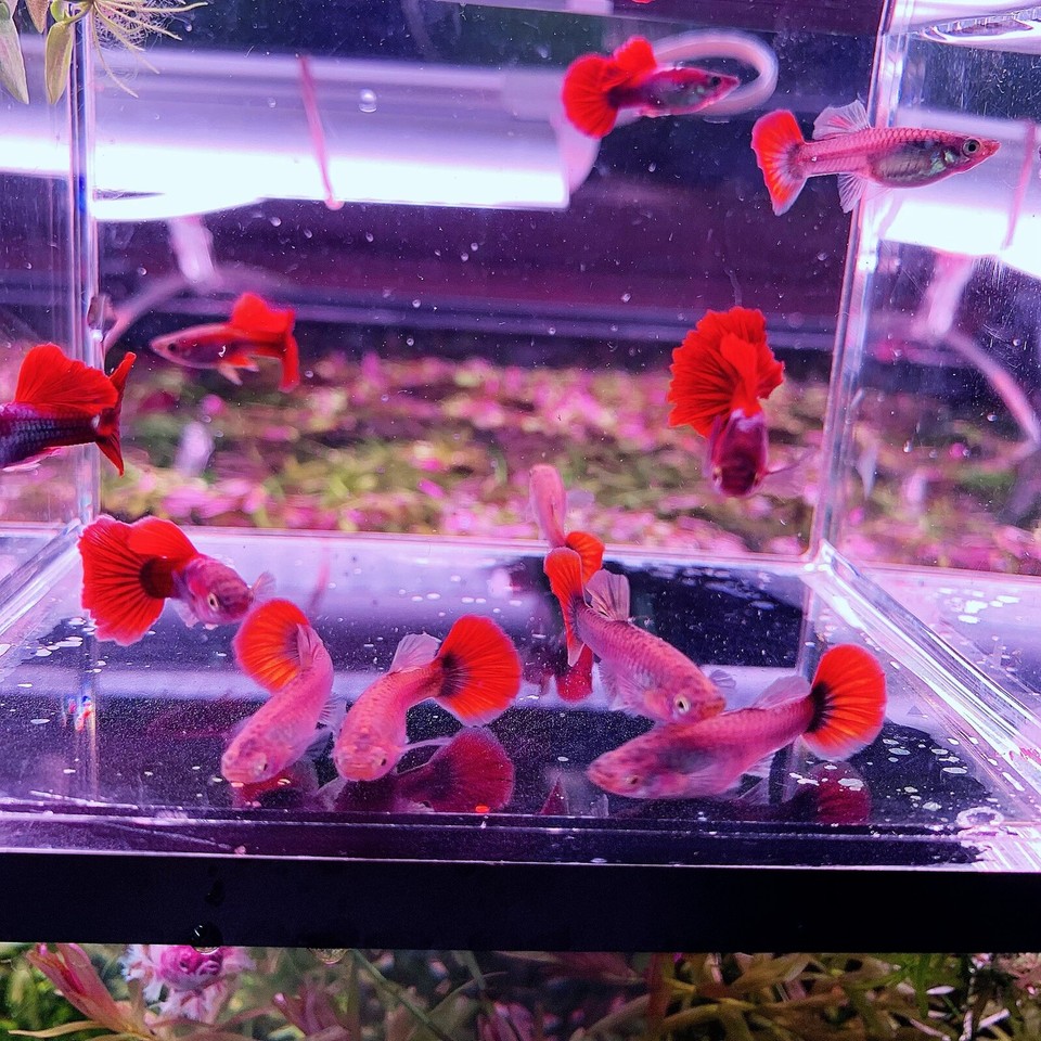 10 live guppy fry -HB red rose guppy- Live Guppy fish usa seller | eBay