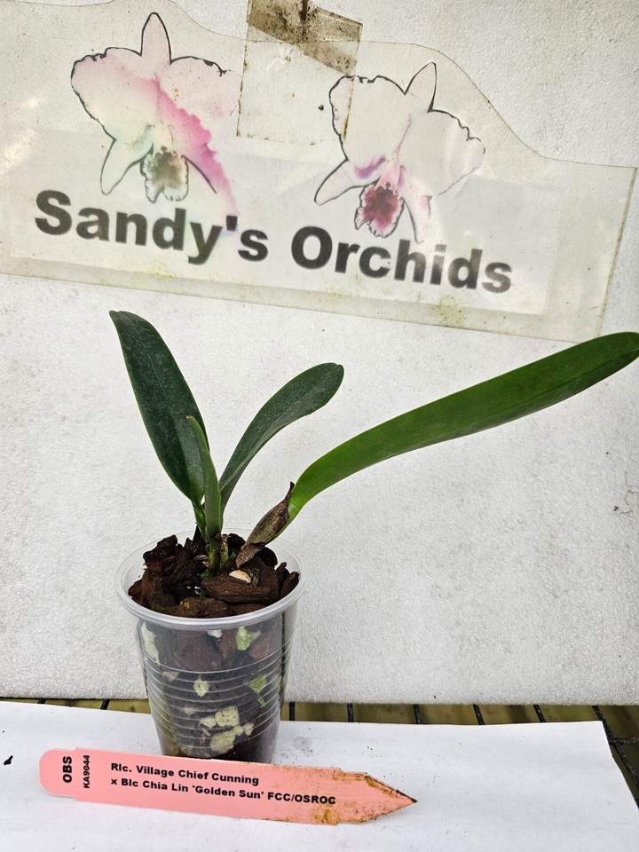 Rlc Village Chief Cunning x Rlc Chia Lin 'Golden Sun' Live Orchid Plant ...