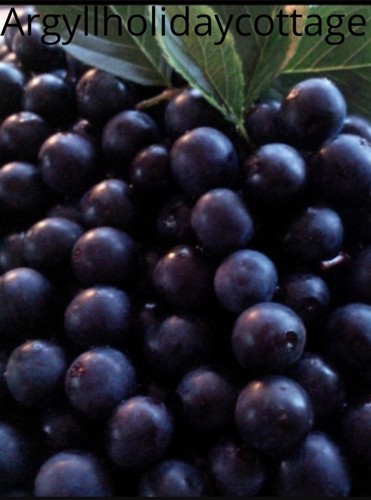 FRESH Lincolnshire SLOE BERRIES 4lb for GIN VODKA FREE BOTTLE LABELS ...