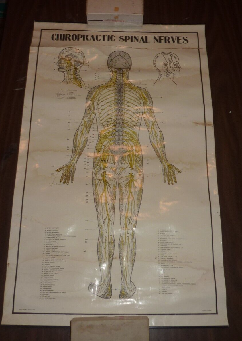 Chiropractic Posters And Charts
