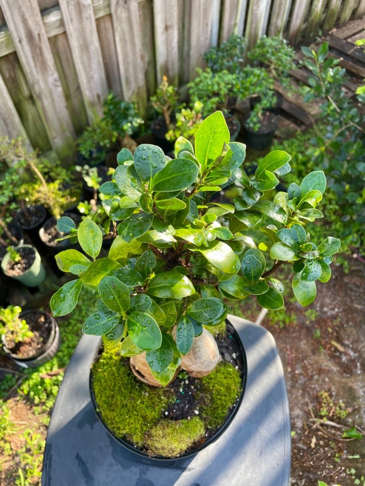 Primrue Ficus Bonsai Tree aerial roots 7 years Ariel roots on trunk | eBay