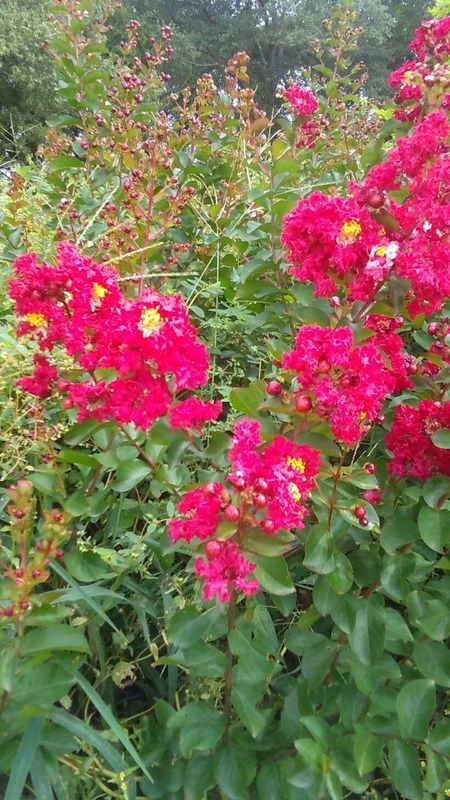 DYNAMITE CRAPE MYRTLE 4'-6' Tree Deep Red Flowers Beautiful Flowering ...