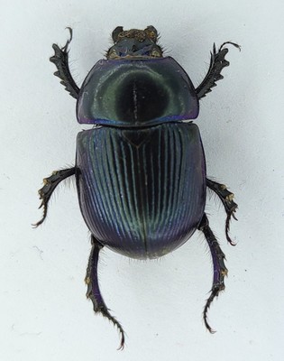 Geotrupes baicalicus Geotrupidae from Zabaikalye territory near ...