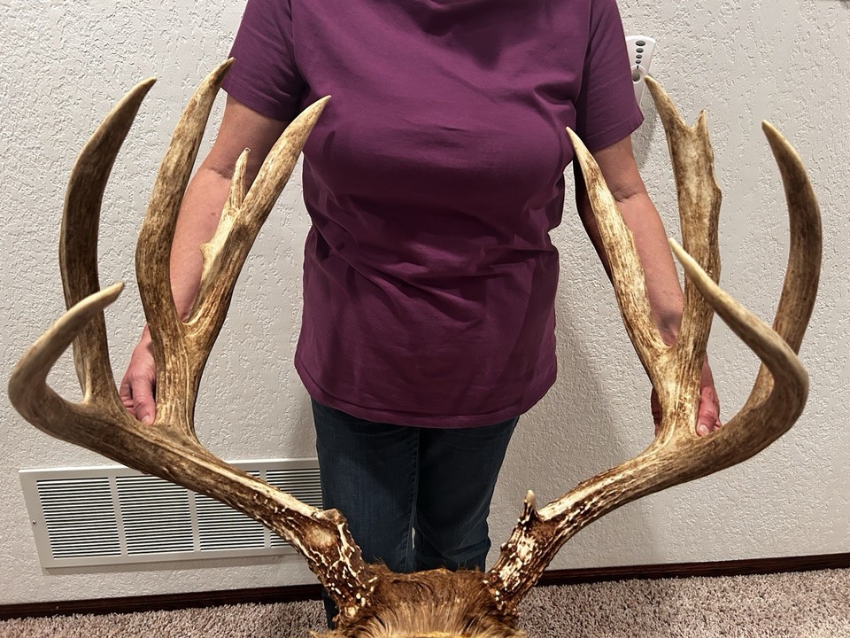 182 3/8” Western Kansas MULE DEER WILD Deer Antlers Horns Mount ...