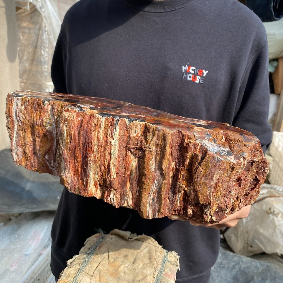 26lb Rare Natural petrified wood rough silicified wood specimen healing ...