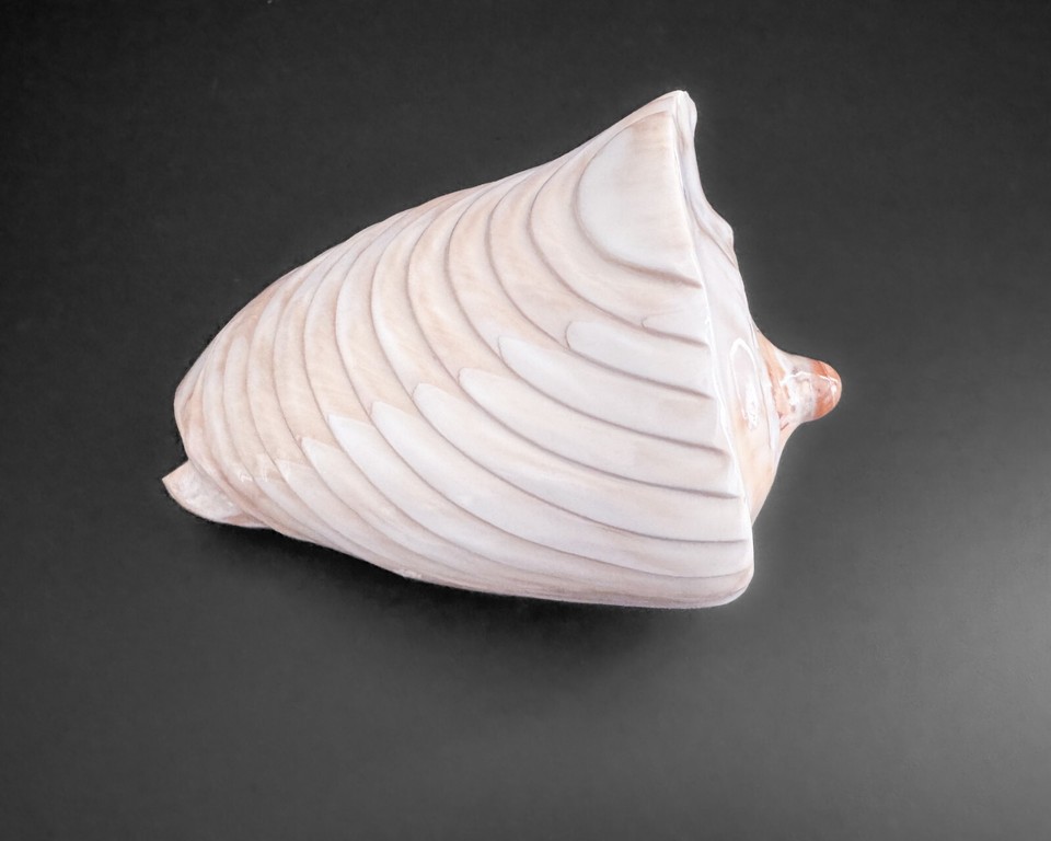 Natural Conch Sea Shell 6" Long Large Pink Rare Find Beautiful | eBay