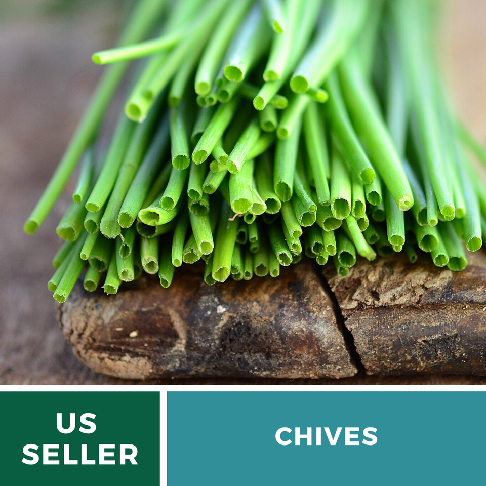 Chives Seeds, Heirloom Culinary and Medicinal Herb, USA Grown | eBay
