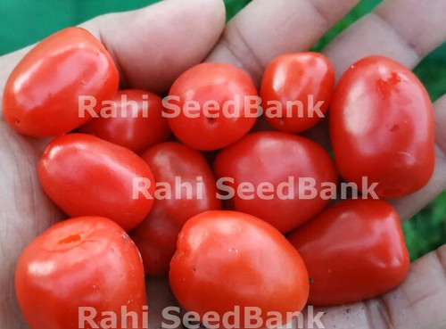 Chilli Rocoto Mini Red - A Small Red Cherry Tomato Type Hot Chilli ...
