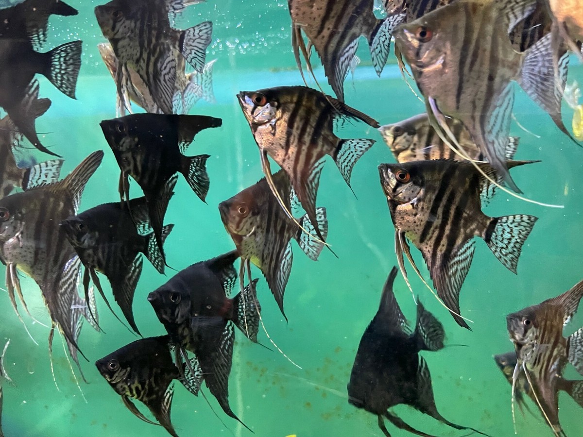 Zebra Lace Angelfish Angels In Disguise Creature Companions