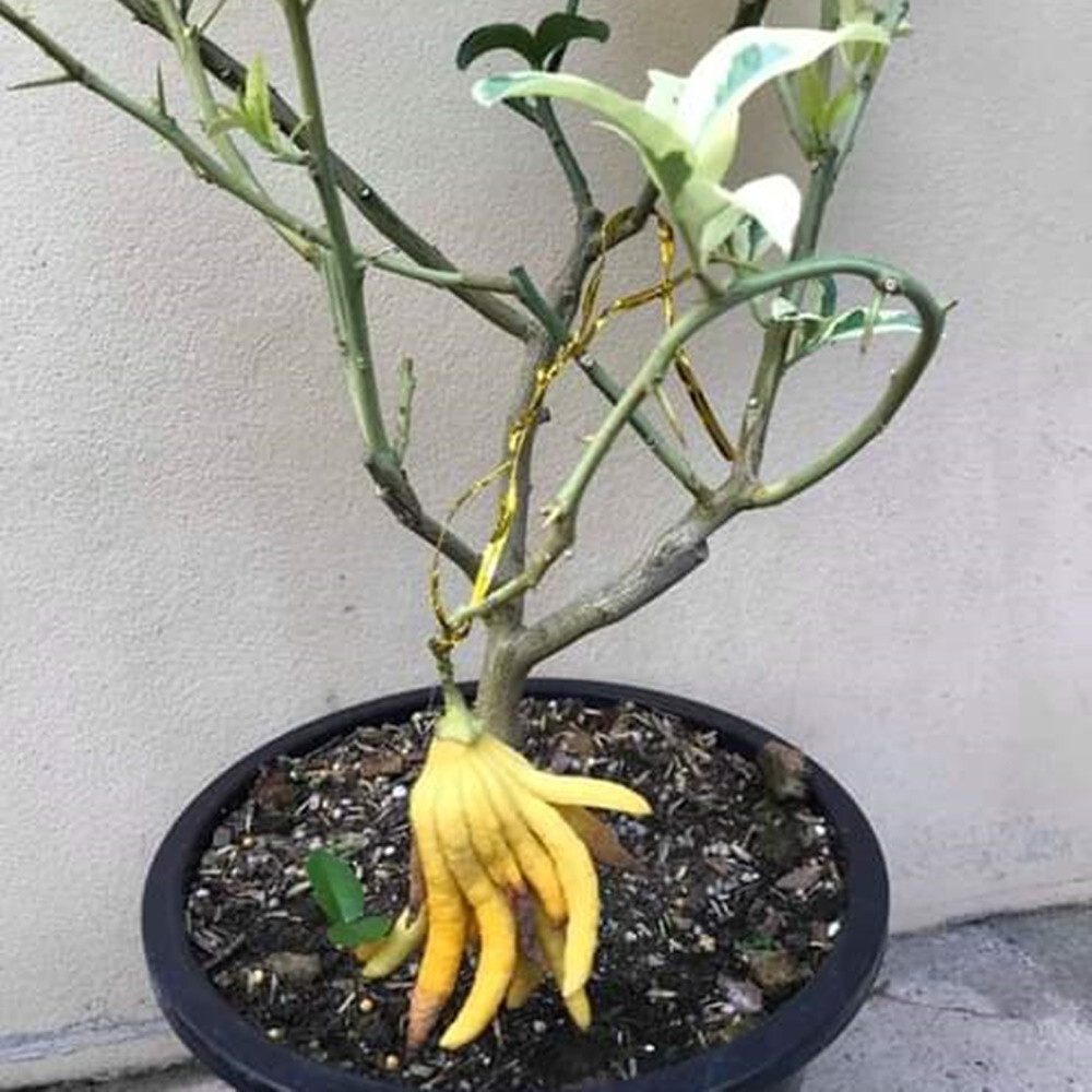 Buddhas Hand Plant